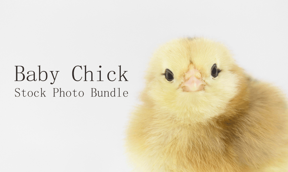 Baby Chick Stock Photos | Royalty Free Image Bundle - DIY Craft Club