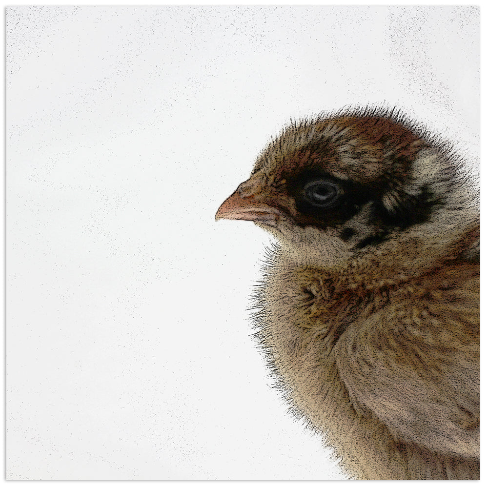 Brown Baby Chick | Printable Scrapbooking Paper - DIY Craft Club