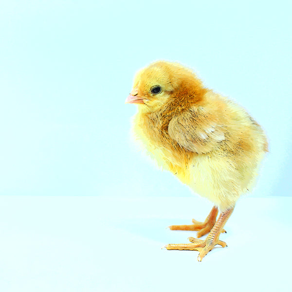 Baby Chick | Printable Download Sheet - DIY Craft Club