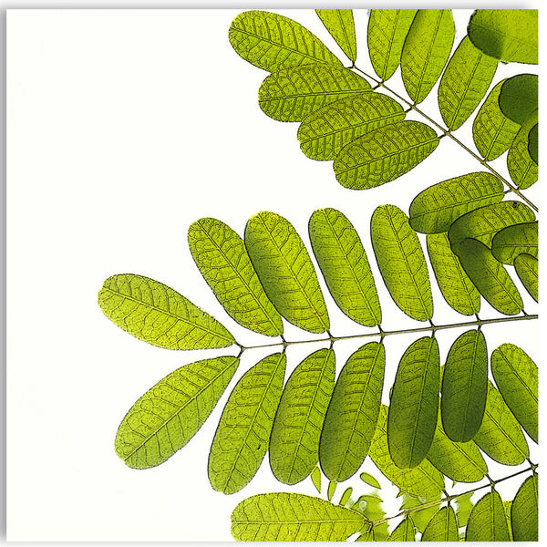 Print Your Own Designer Paper! | Greenery - DIY Craft Club